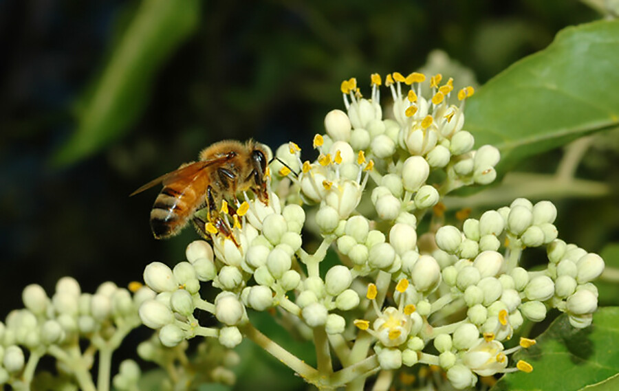 Korean Evodia, (Bee Bee Tree), Evodia danielli, Tree Seeds (Fast, Showy ...