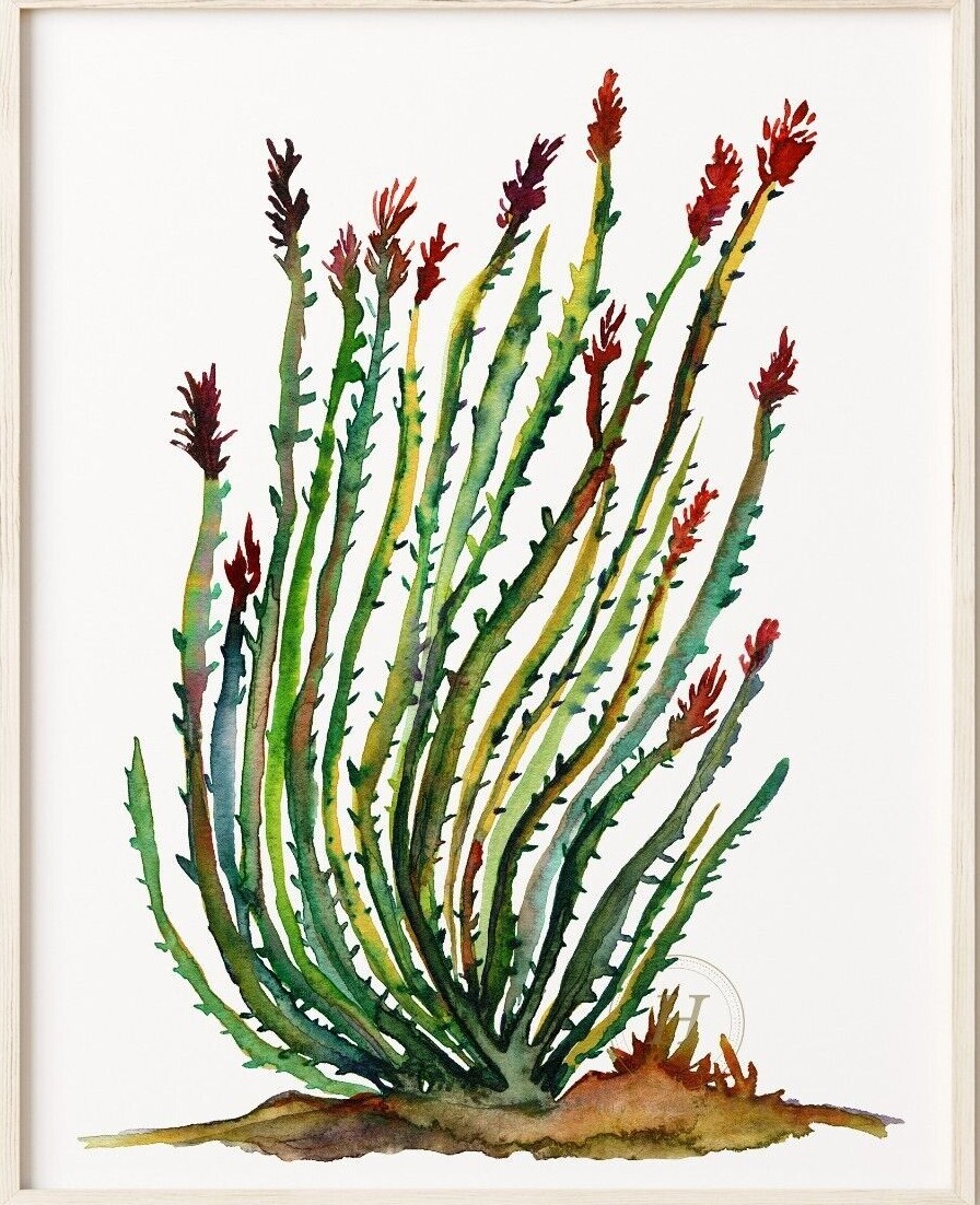 Ocotillo Drawing