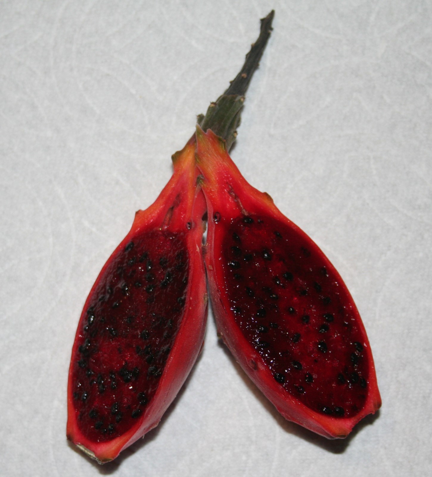 PENIOCEREUS GREGGII *25 seeds* Night Blooming Cereus Tuber Caudex ...