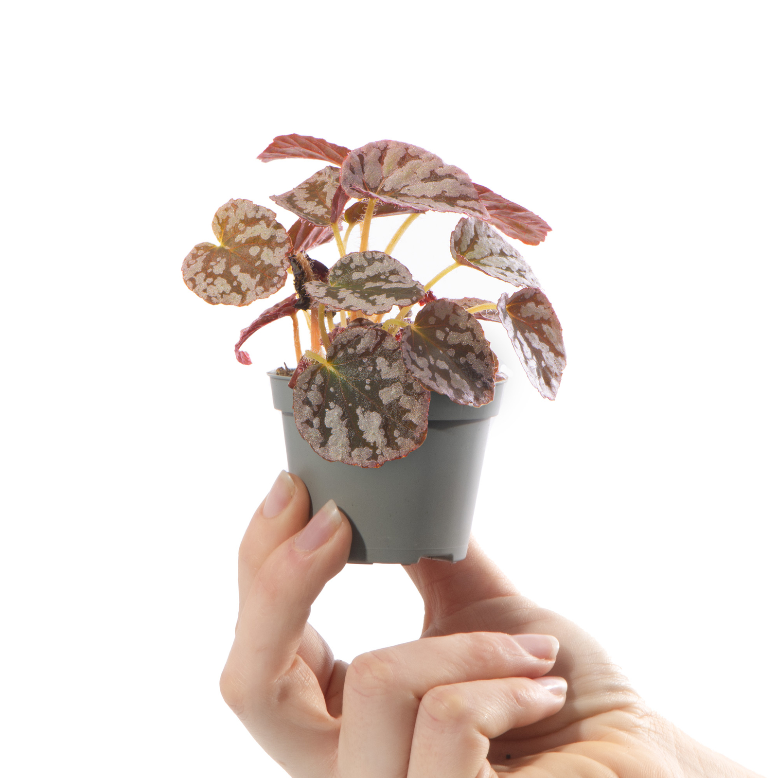 Baby Begonia Rex Chayo Plant Small Tropical Indoor Patterned Houseplant ...