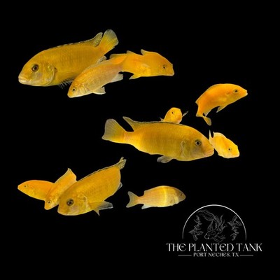Electric Lemon Yellow Mbuna (Lab Cichlid) 2.1-3” Male/Female (Combined ...