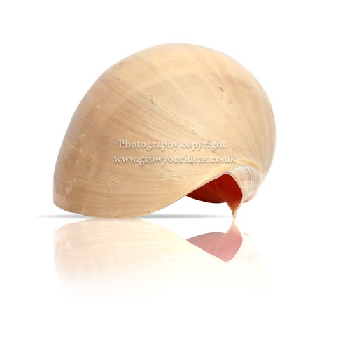 Extra Large Melon Shell Large Polished 22.5 cm to 25 cm Beach SeaShell ...