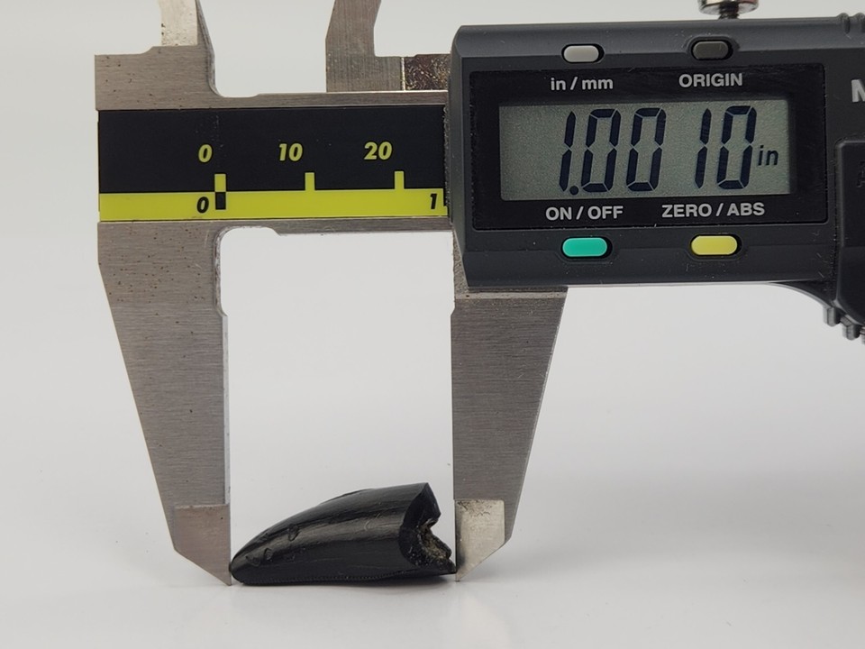 Tyrannosaurus rex 1.00" Dinosaur Tooth Fossil - Hell Creek Fm ...