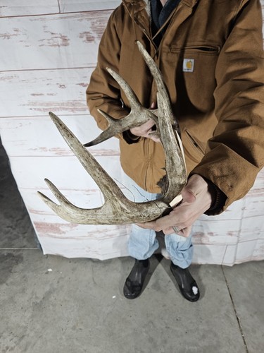 Wild 11 Point Whitetail Deer Antler Rack Horn Skull Plate Decor Man ...