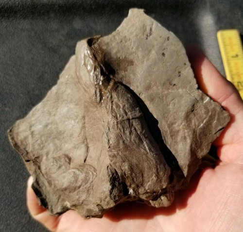 Jurassic Dinosaur Footprint, Anomoepus, High-relief Trace Fossil, Free ...