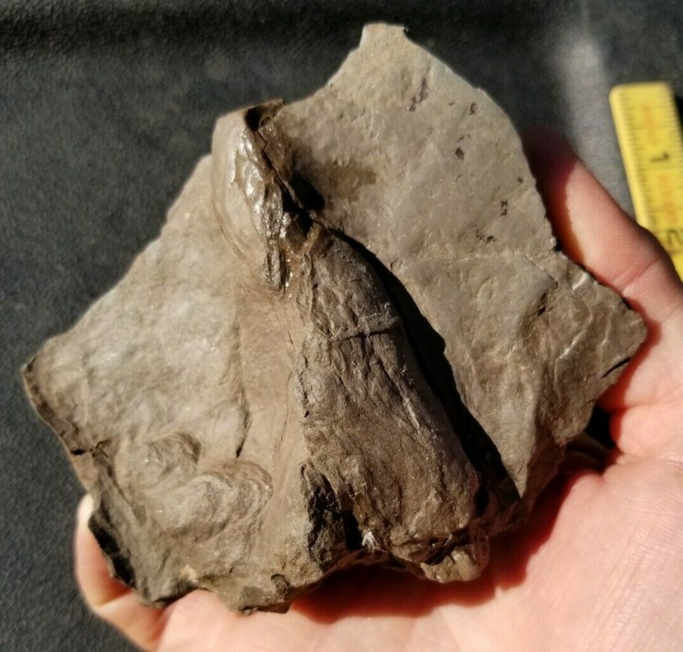 Jurassic Dinosaur Footprint, Anomoepus, High-relief Trace Fossil, Free ...