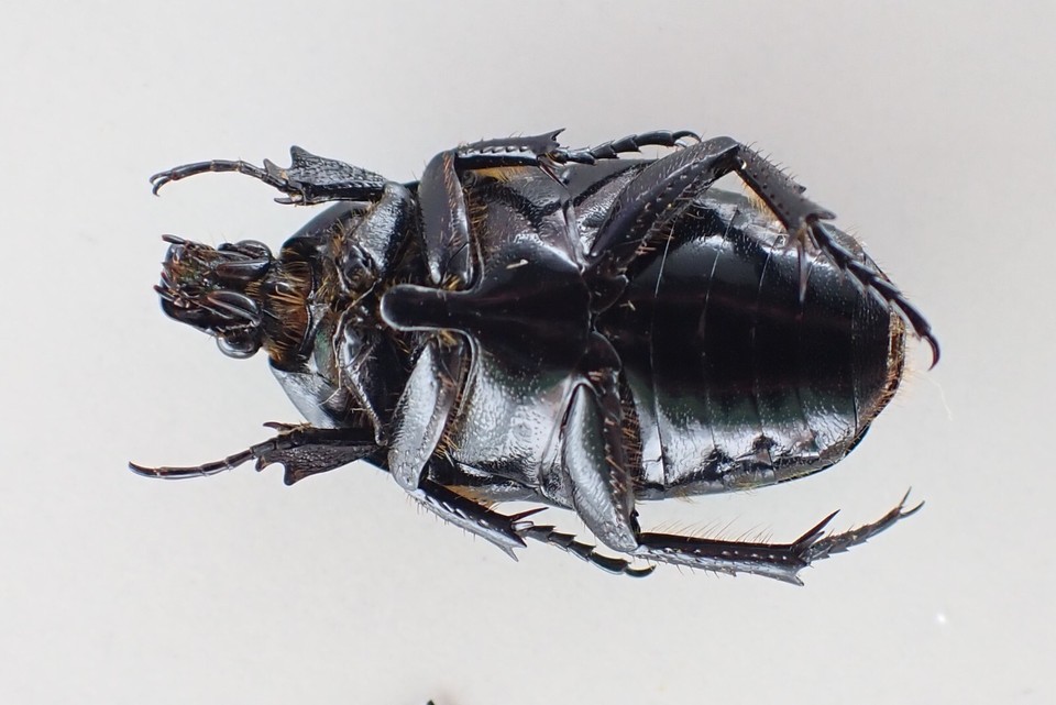 i45512. Insects, Cetoniidae sp. Vietnam, Lam Dong | eBay