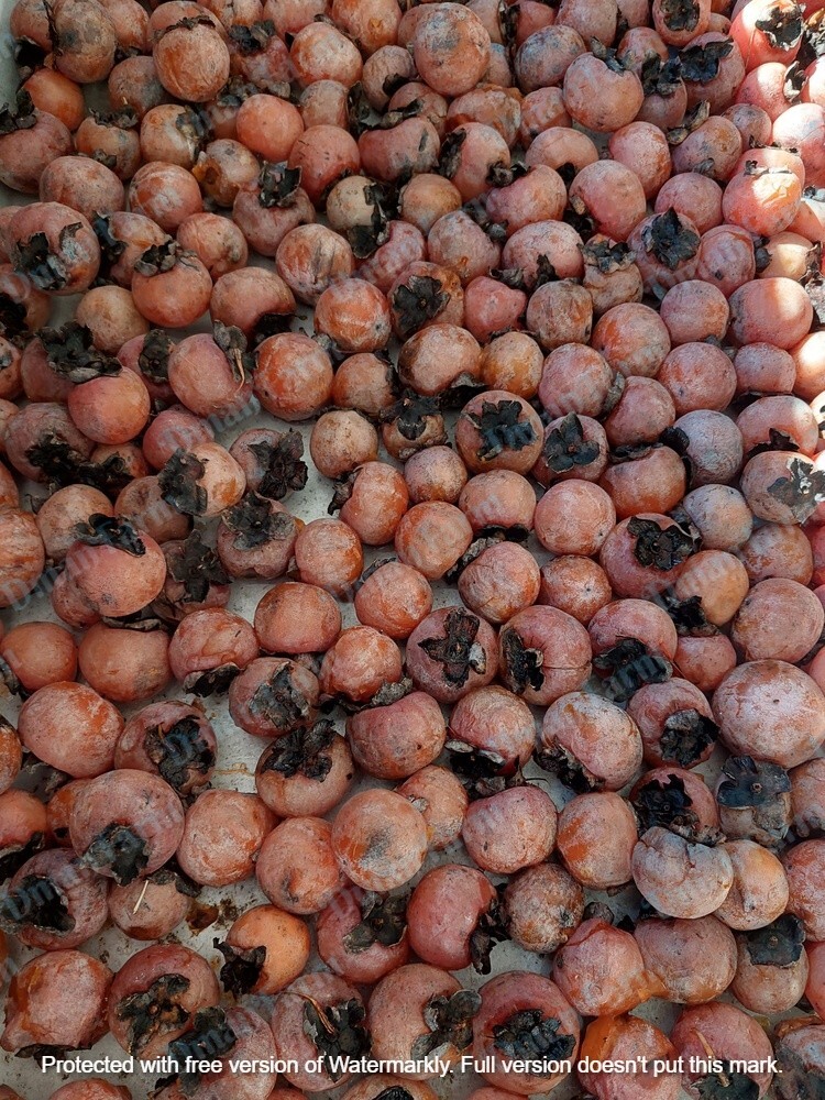 THREE (3) 12"-24" Native American Persimmon Tree Diospyros Virginiana ...