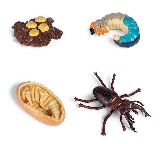 Life Cycle Beetle Insect Animal Toy PVC Action Figure Doll Kids Toys ...