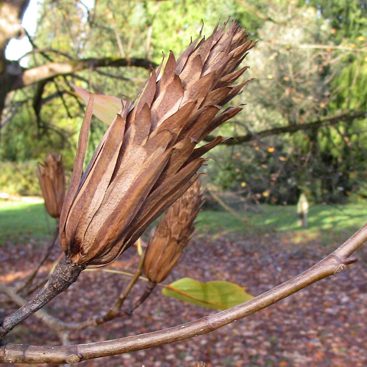 10 Tulip tree seed pods (samaras) Crafts For Decoration Potpuri Wreath ...