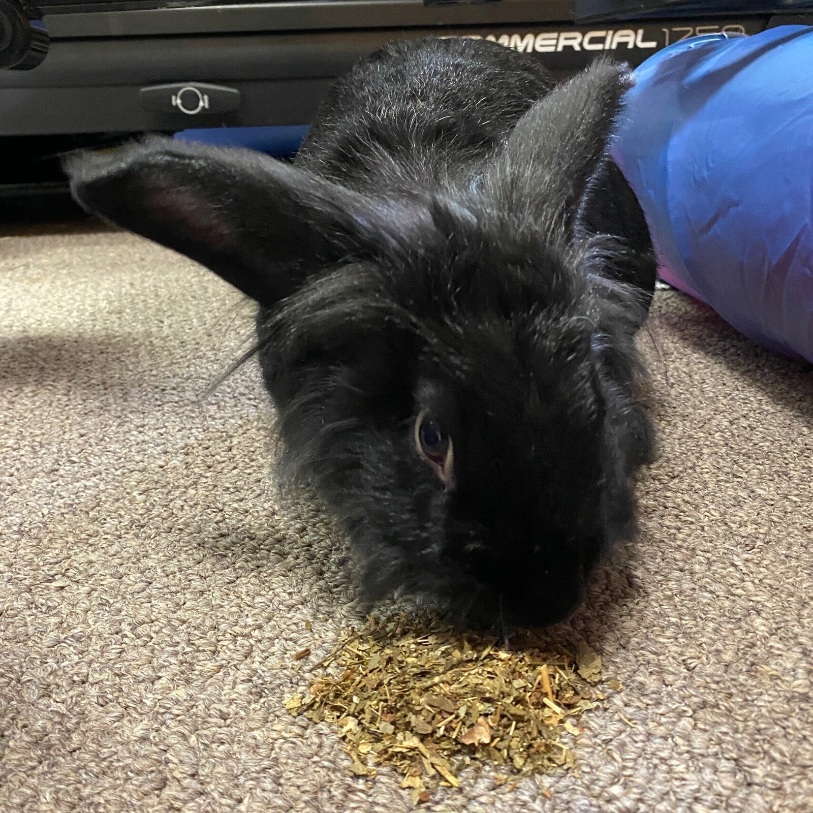 Strawberry Leaves crushed Bunny Rabbit Guinea Pig Chinchilla Degu ...