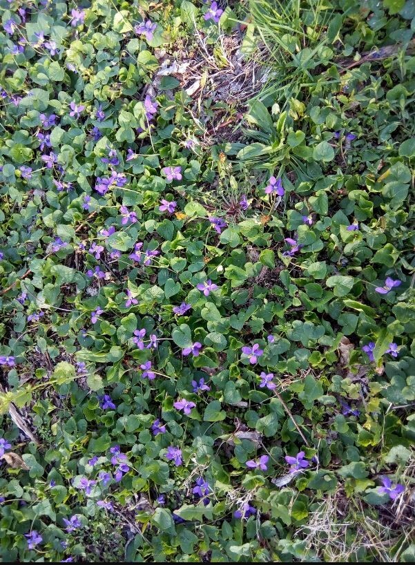 10 Wild Violets Mix Purple White Plant Flower Perennial Bare Root ...