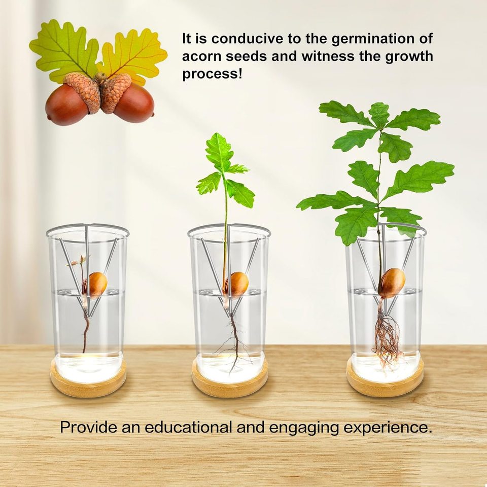 Glass Acorn Sprouting Seed Starter Vase - Acorns Tree Growing Kit with ...