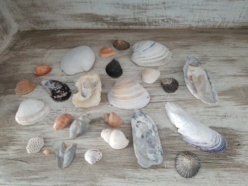 Beautiful Assorted Seashell Lot From Around The World Ocean Shells Arts & Crafts | eBay