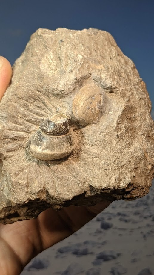 Rare Gastropod + Bivalves from Blockley, Gloucester. Pleurotomaria ...