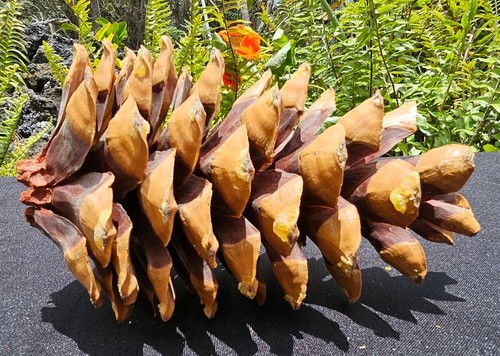 Giant Oregon Coulter Pine Cone Extra Large Huge Washed & Baked Clean | eBay