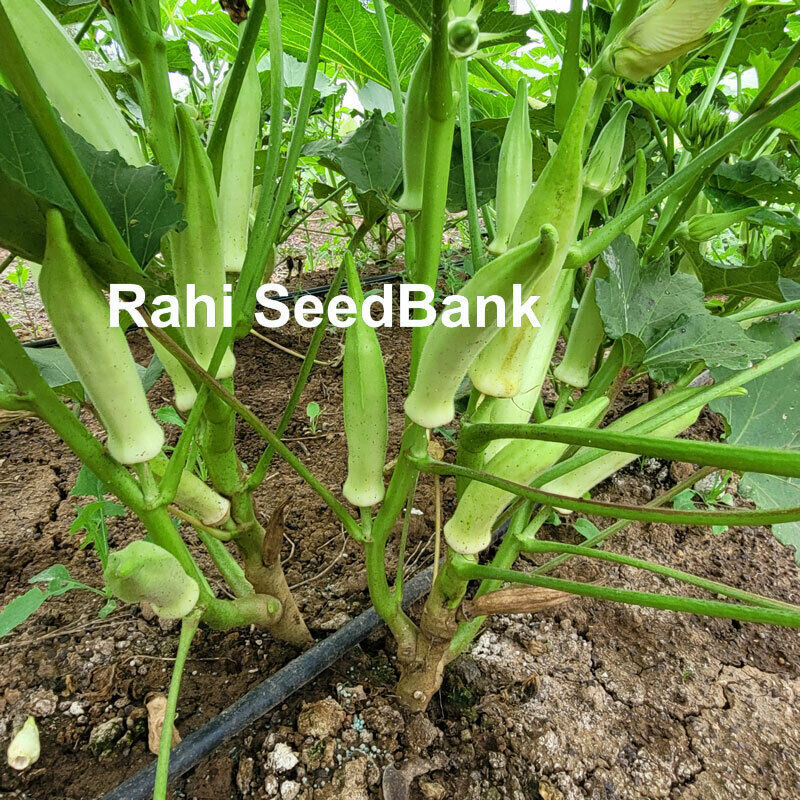 Okra Silver Queen High Yielding Great White Okra Comes with Great Taste ...