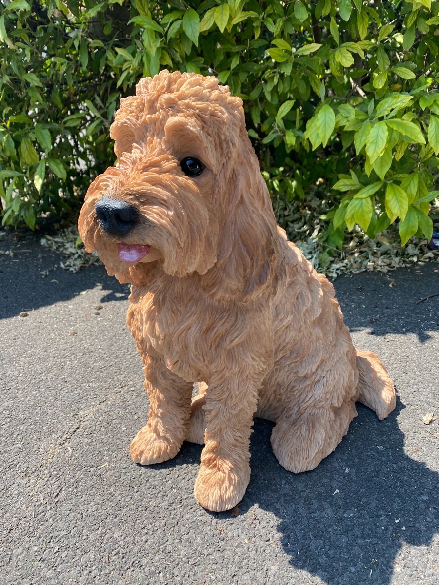 Goldener Cockapoo