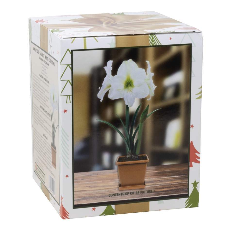 Netherland Bulb Co Easy-Grow Amaryllis "White Christmas" – Indoor ...