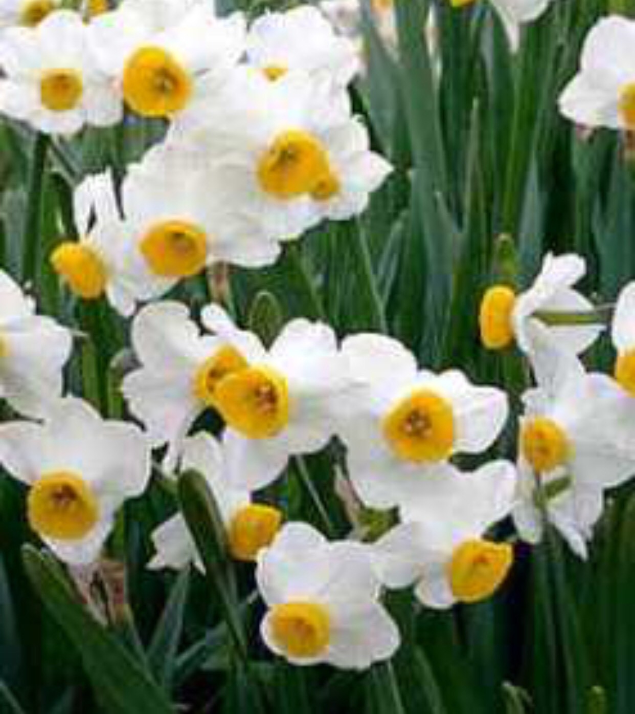 Narcissus (Daffodil) Absolute Pure Essential Oil - 30 ML + Free Carrier ...