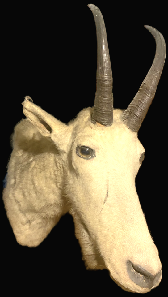 FOR SALE!! Mountain Goat Head Mounted TROPHY size. | eBay