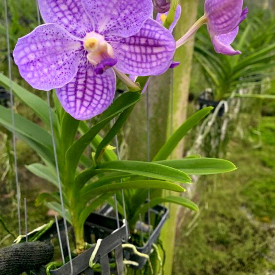 Vanda Pots Orchid Garden Black Plastic Hanging Compatible Mesh Net ...