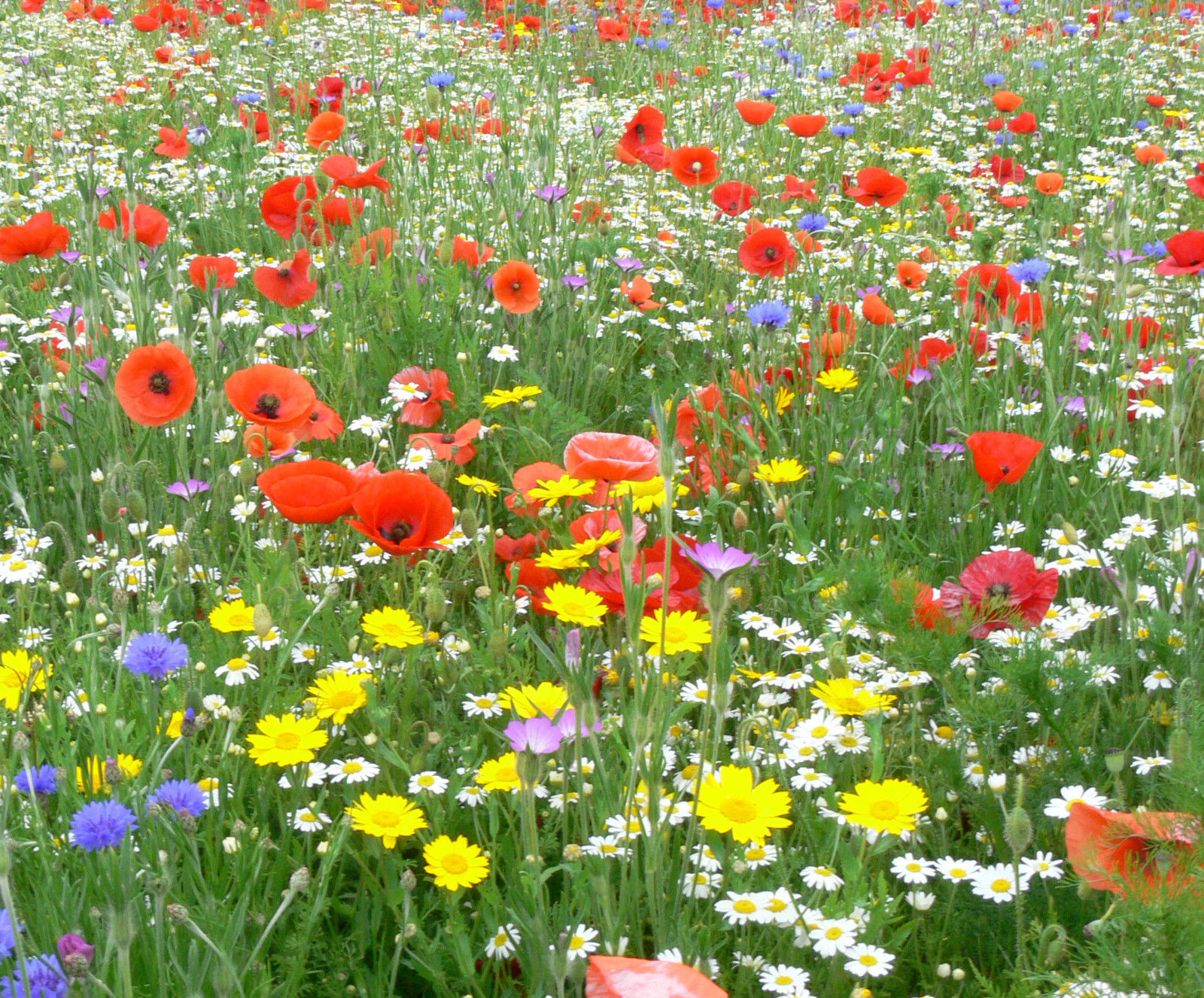WILD FLOWER SEEDS MEADOW MIX GRASS PREMIUM mix 500g Mix 24 | eBay UK