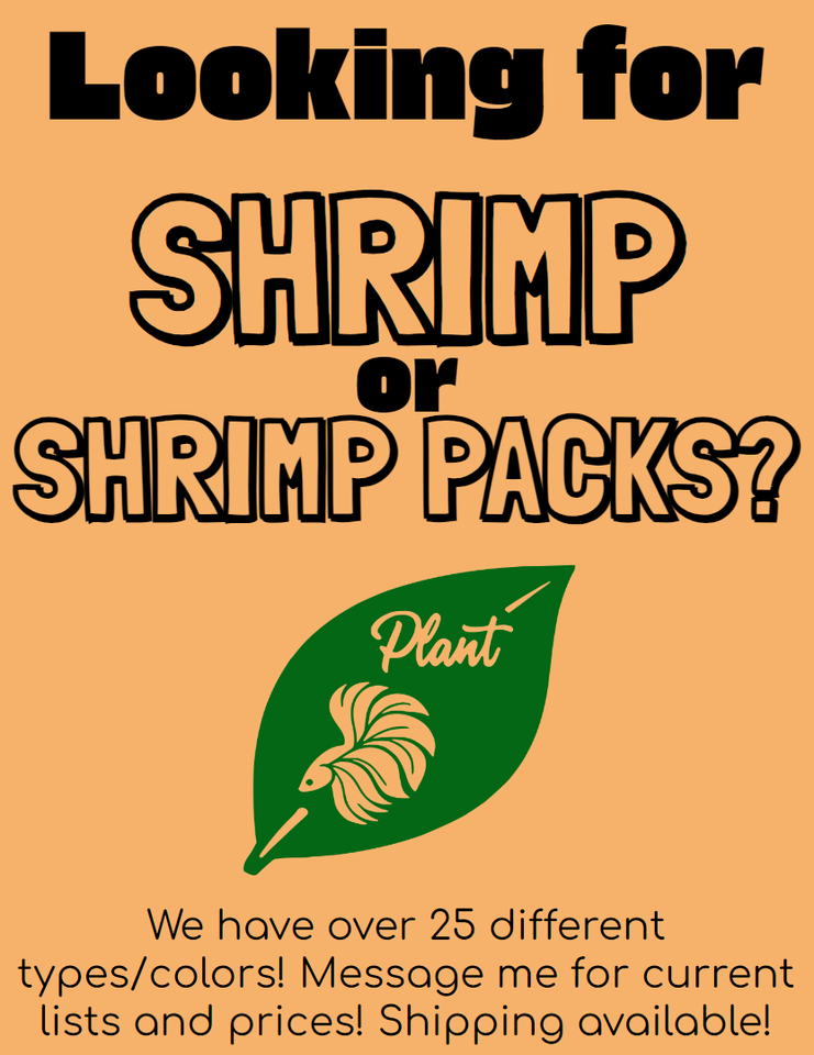 40 + 2 Pack Cull🦐 Freshwater Neocaridina Shrimp Beginner Pack ...