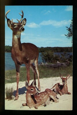 New Jersey NJ postcard High Point State Park greetings deer chrome | eBay