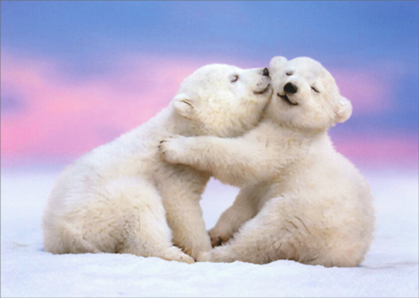 Affection Cubs Cute Snow