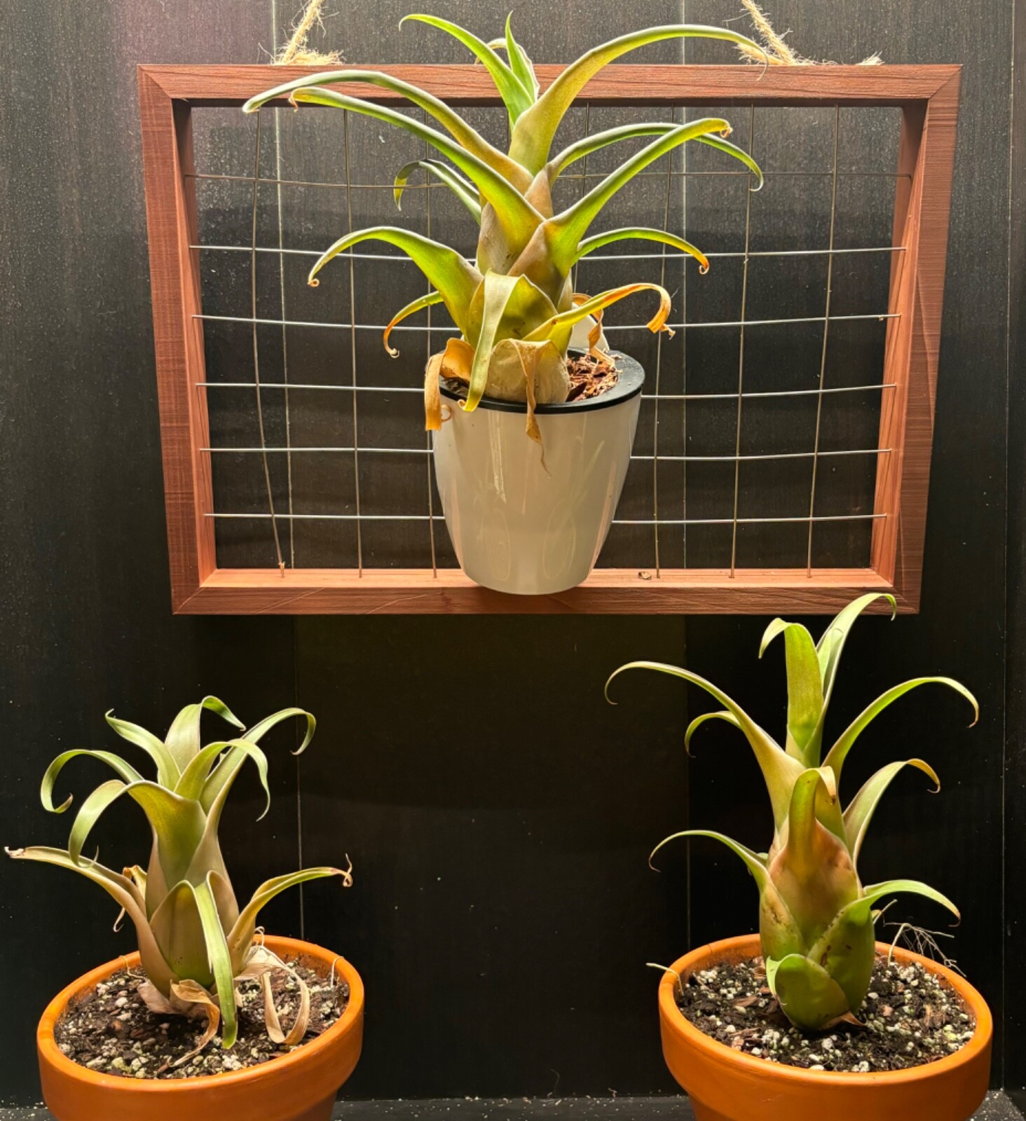 Catopsis Subulata RARE Carnivorous Bromeliad | eBay