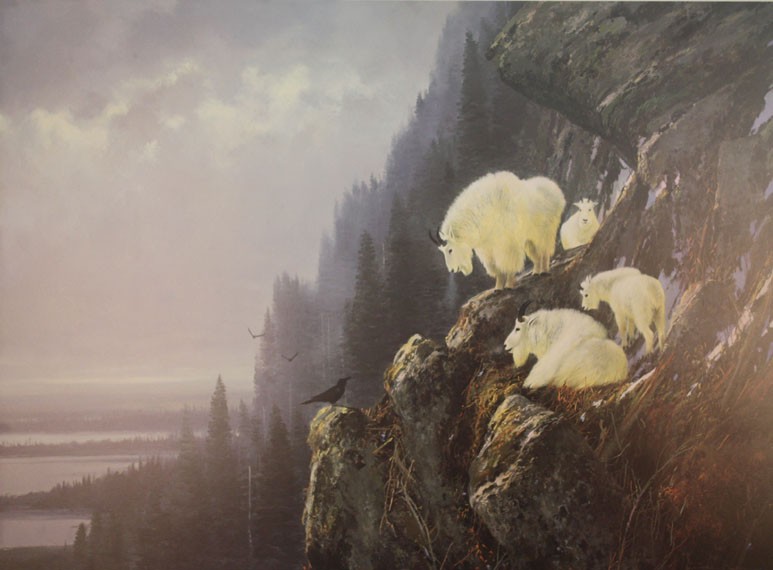 Michael Coleman In the Cliffs - Rocky Mountain Goats - Wildlife | eBay