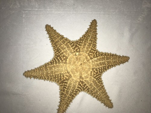 Rare 12” 6 Point Natural Starfish | eBay