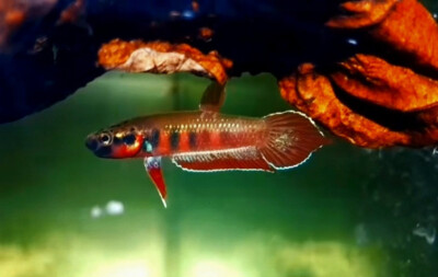 Pair Wild Betta RUBRA ACEH - Betta male & female - BY TRANSHIPPING | eBay