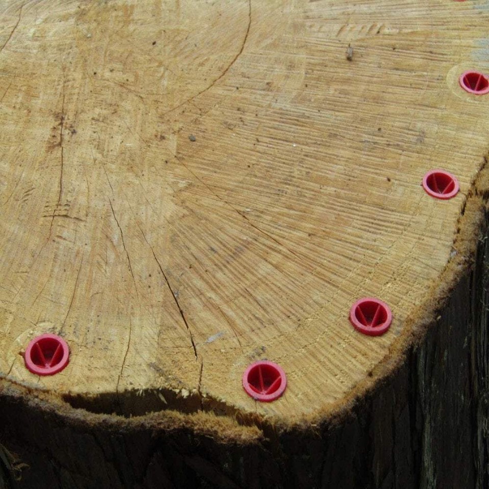 Ecoplug Ecoplug Max Tree Stump Control (Box of 100) | eBay UK
