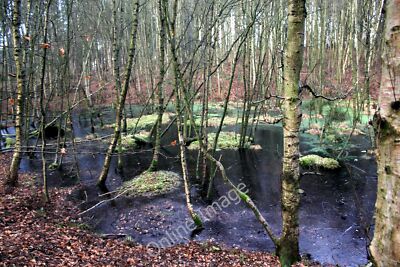 Photo 12x8 Pond in Delamere Forest Hatchmere c2012 | eBay UK