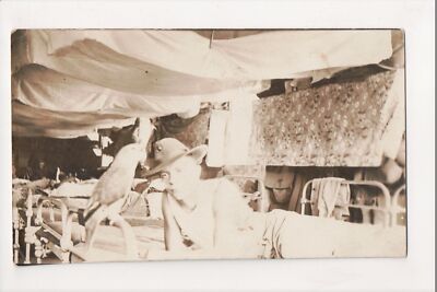 J-091 USMC Marine with PARROT Bird on his Rack Early WWI Era Real Photo ...