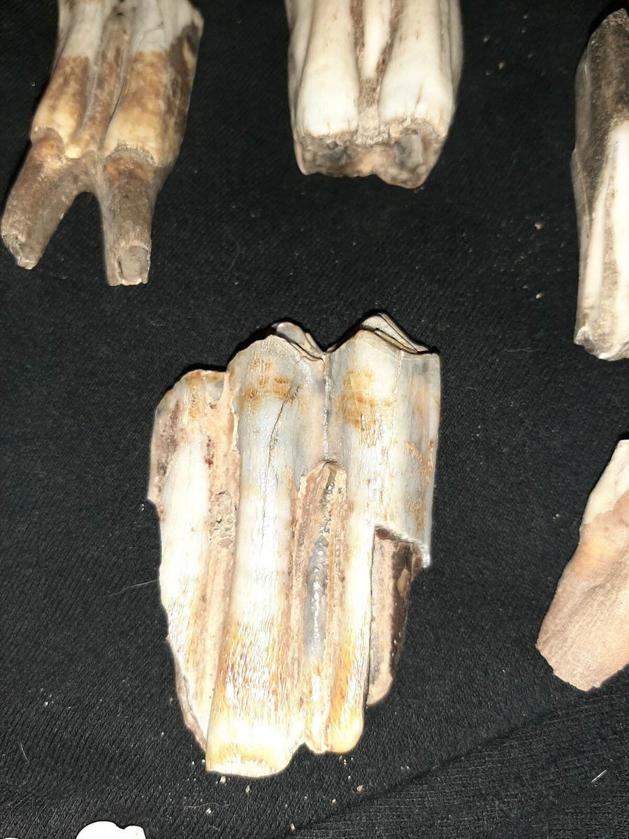 Bovine Teeth Fossil Texas Fossils Cow Teeth? Fossil ID The