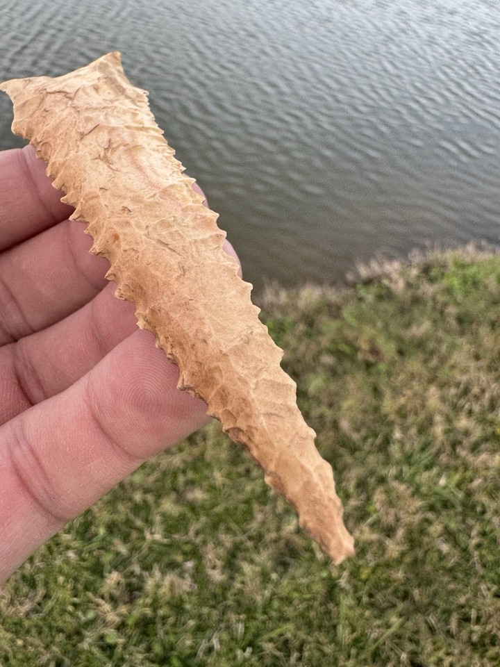 Rare Large Native American Serrated Paleo Archaic Dalton Arrowhead ...