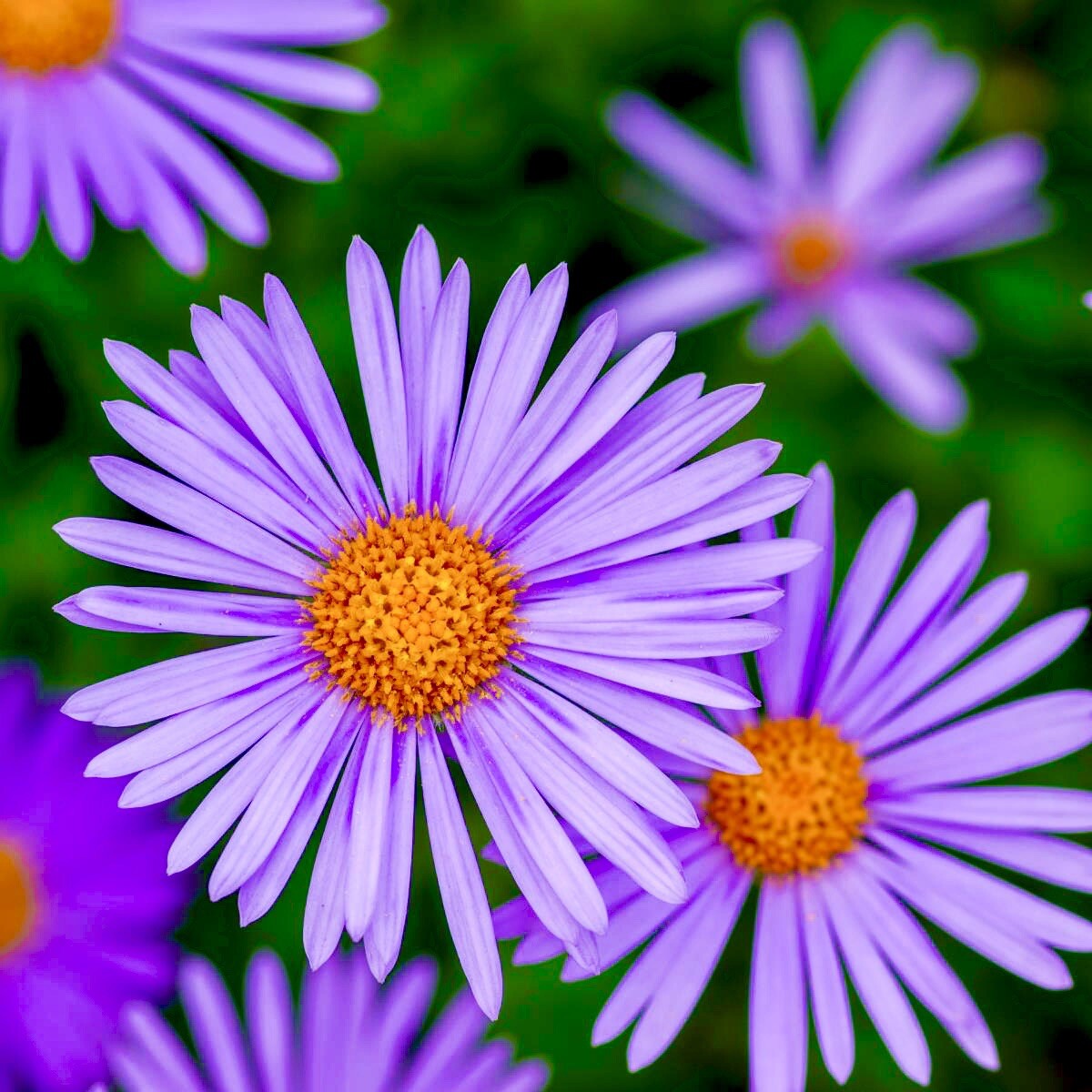 Purple Aster Flower China Aster 'Tower Violet' The Diggers Club