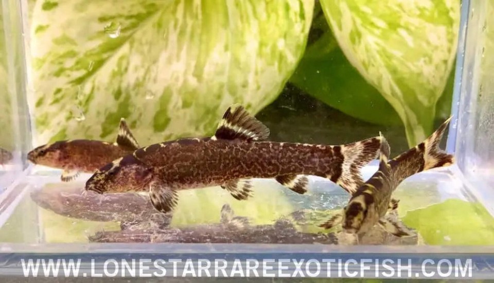 Purple Imperial Loach / Leptobotia taeniops - Live Aquarium Fish | eBay