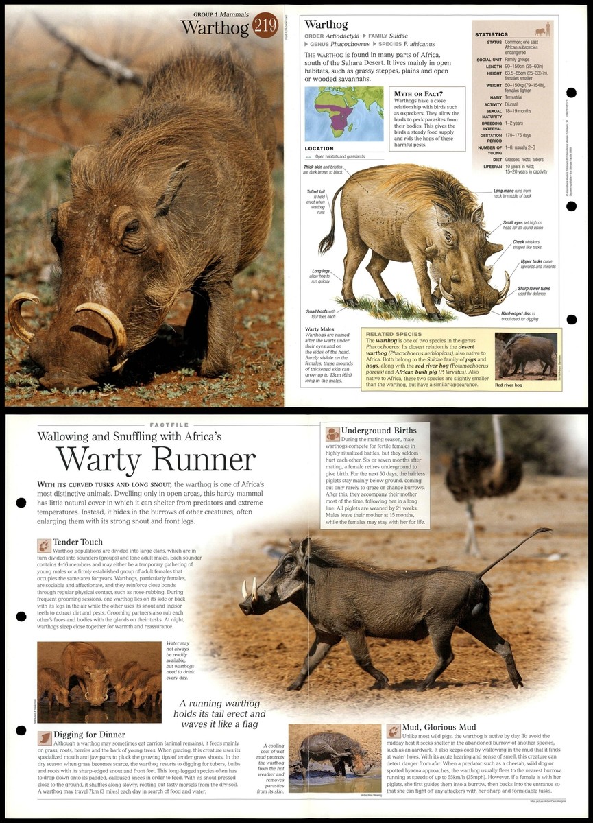 Warthog Animal Running