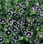 50 PENNIE BLACK - NEMOPHILA Discoidalis Penny White Flower Seeds *Comb ...