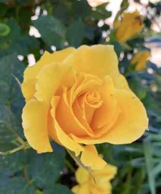 Radiant Perfume Rose, Fragrant Large Yellow Rose - 5 Stems for planting ...