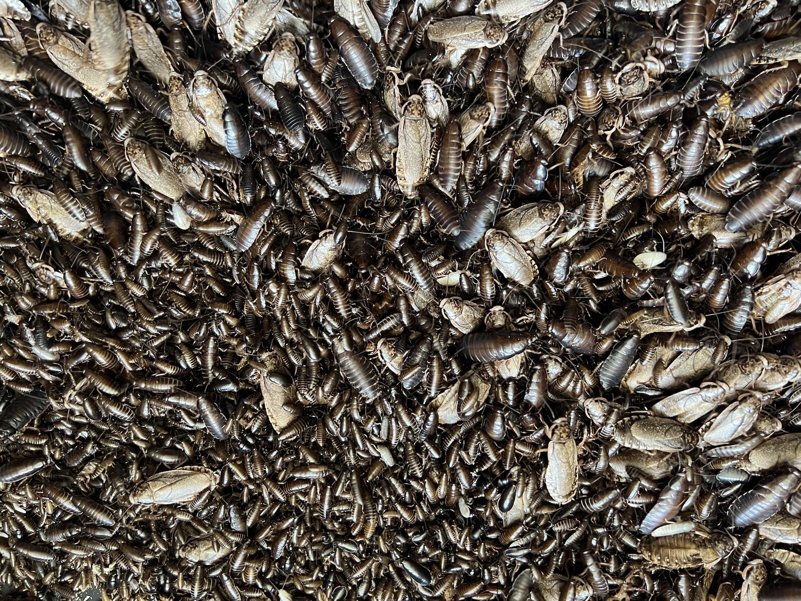 Lobster Roach 250ct mixed sizes starter colony Reptile Feeders FREE ...