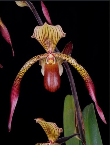 Paph Julius , Orchid Seedling | eBay Australia