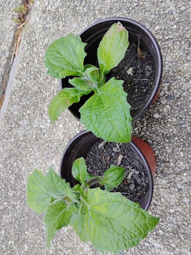 Yacon Snow Lotus Root live plant｜雪莲果苗 | eBay