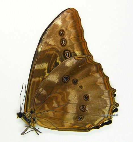 Unmounted Butterfly / Morphidae - Morpho telemachus penelope, male ...