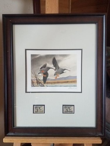 Rare Federal Duck Stamp print, 1972-73, 39th Duck Stamp, framed | eBay