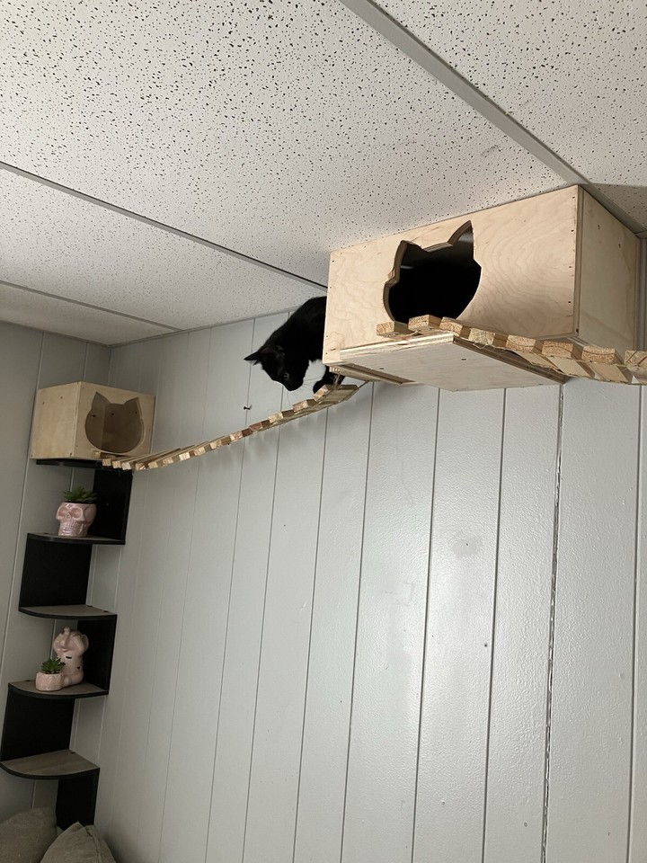 Cat Walk - Kitten And Cat Toy-Hand Made Very Durable-Ceiling Or Wall ...